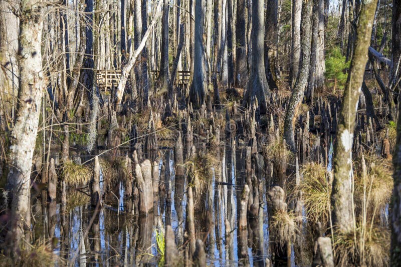 Trees with moss in a swamp stock photo. Image of park - 245490072