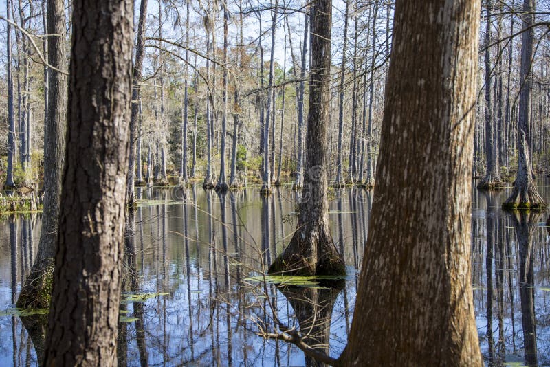 Trees with moss in a swamp stock image. Image of park - 245489939