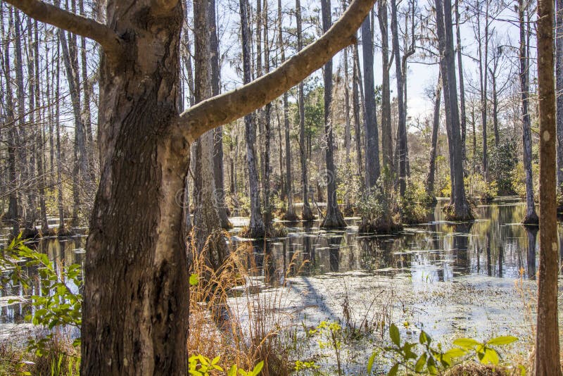 Trees with moss in a swamp stock image. Image of autumn - 245489961