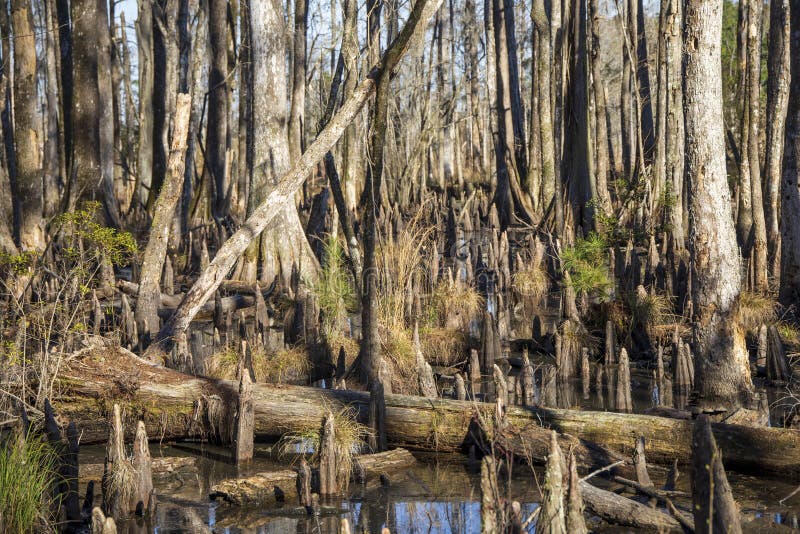 Trees with moss in a swamp stock image. Image of water - 245490079
