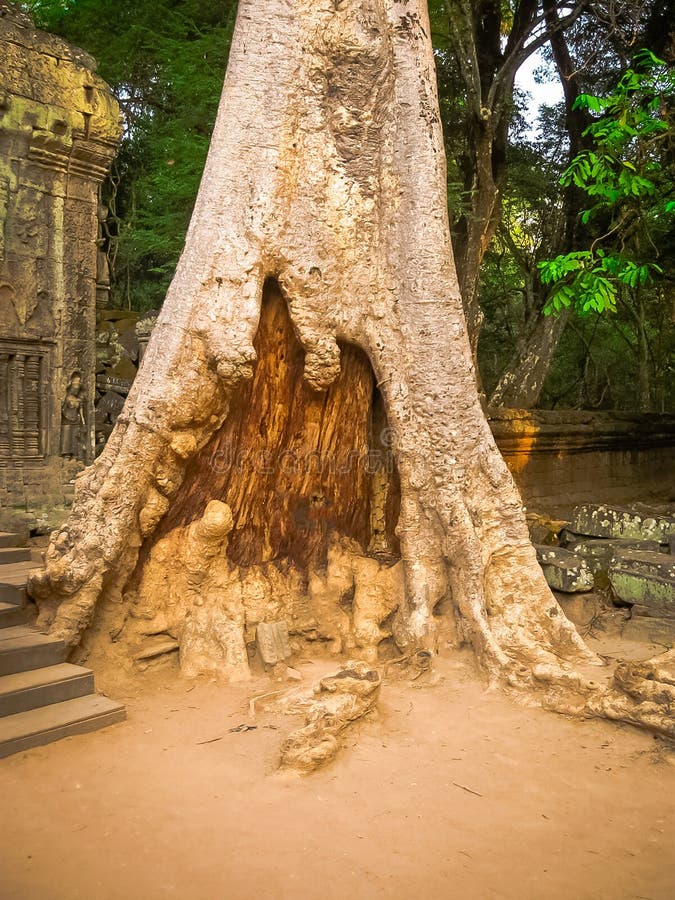 The Picture of Trees and Temple, Angkor, Cambodia Stock Photo - Image ...