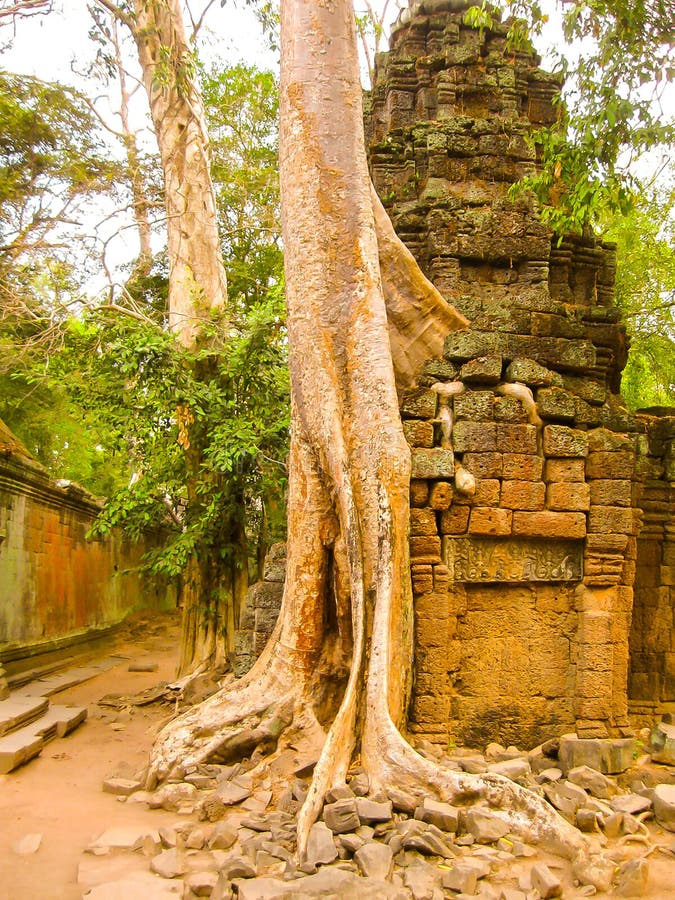 The Picture of Trees and Temple, Angkor, Cambodia Stock Image - Image ...