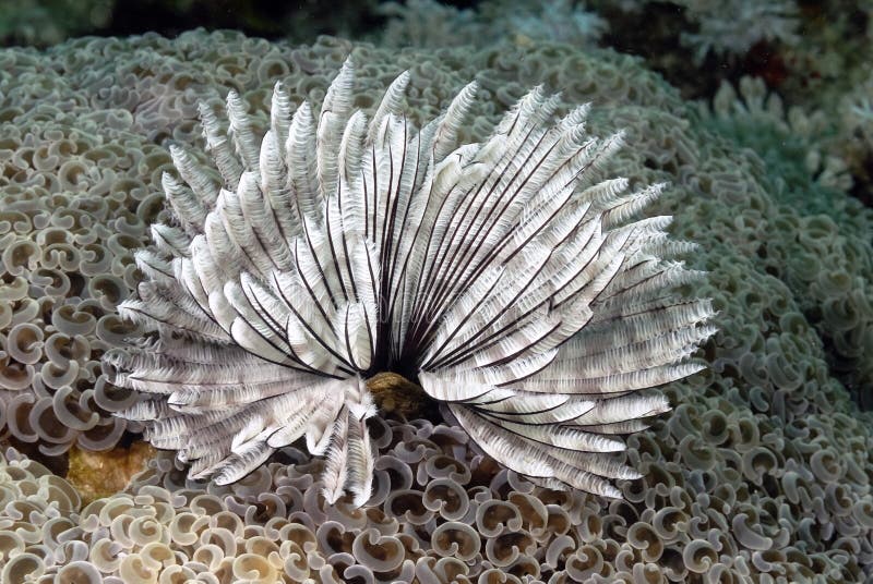 A picture of a tube worm stock image. Image of pink - 216526531