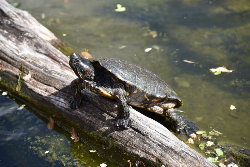 Midland Painted Turtle Isolated Stock Photo - Image of turtle, american ...