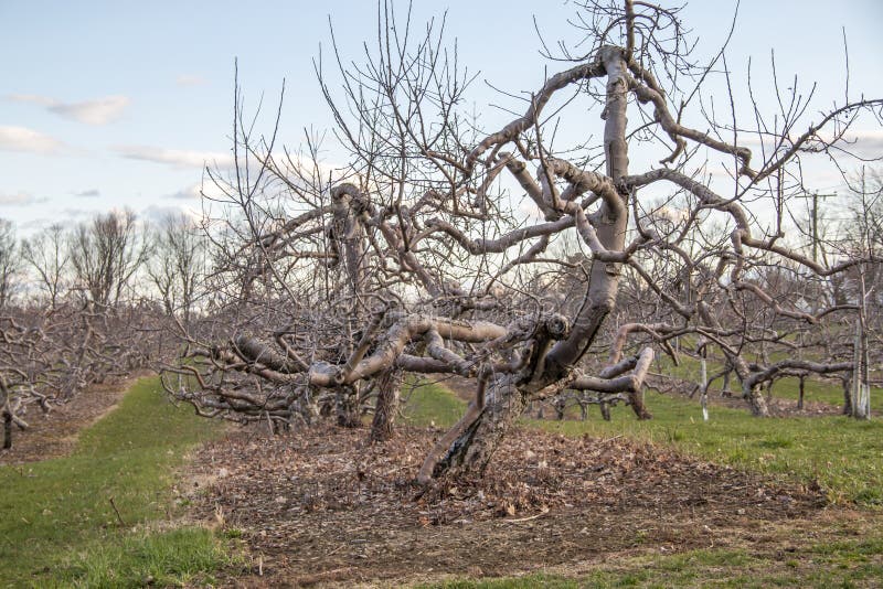 Twisted Apple Tree in an Apple Orchard in the Winter Stock Photo ...