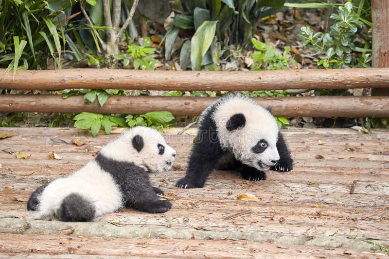 Picture of Two Cute Giant Pandas Stock Image - Image of wildlife, giant ...