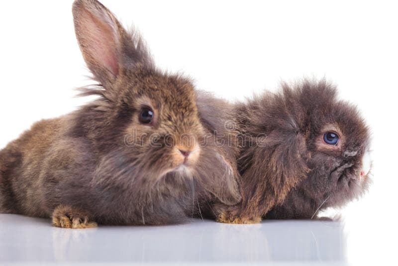 Picture of Two Cute Lion Head Rabbit Bunnys Lying Down Stock Photo ...