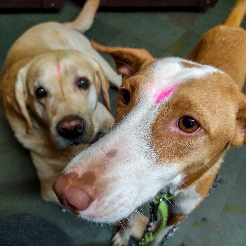 The Picture of Two Dogs Looking at the Camera Stock Photo - Image of ...