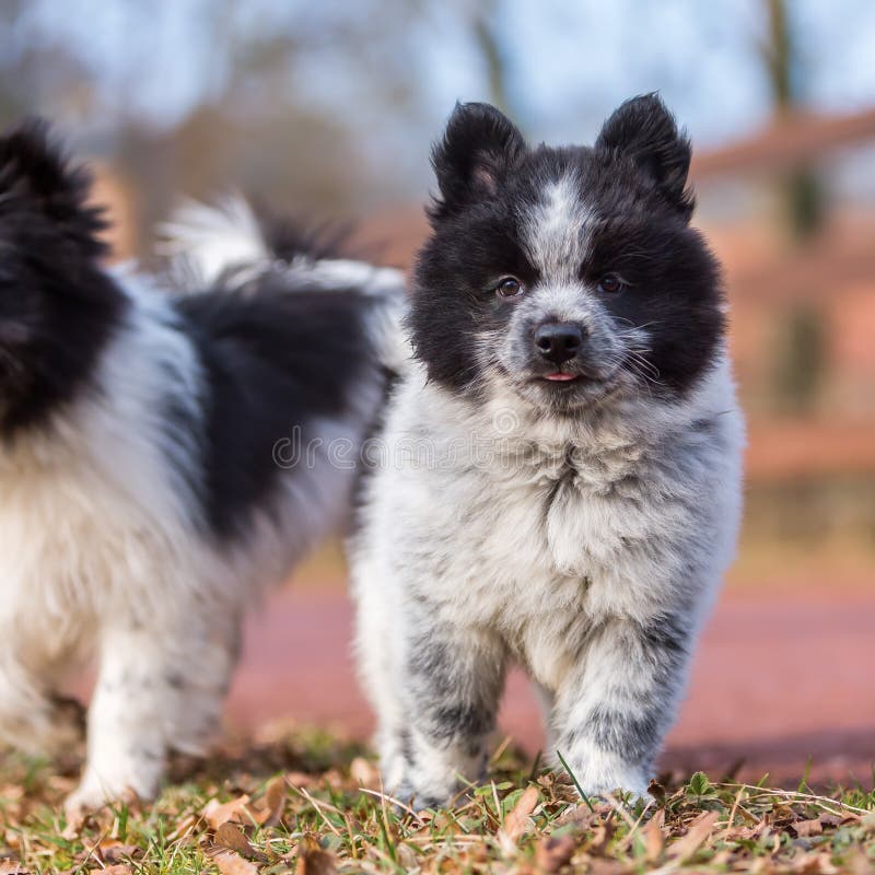 Picture of Two Elo Puppies Outdoors Stock Image - Image of breed ...