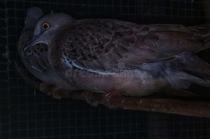 A Picture of Two Pigeons Sleeping Stock Photo - Image of beak, parrot ...