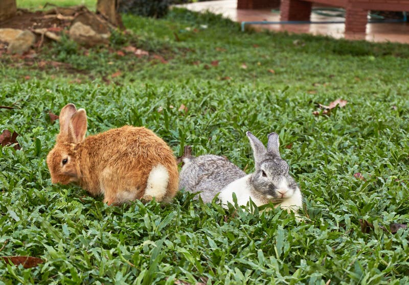Two Rabbits in a Field stock image. Image of shell, directions - 88307999