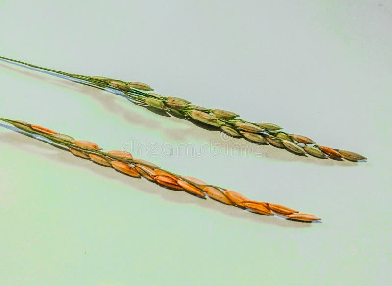 A Picture of Two Types of Paddy Rice Stock Image - Image of wood ...