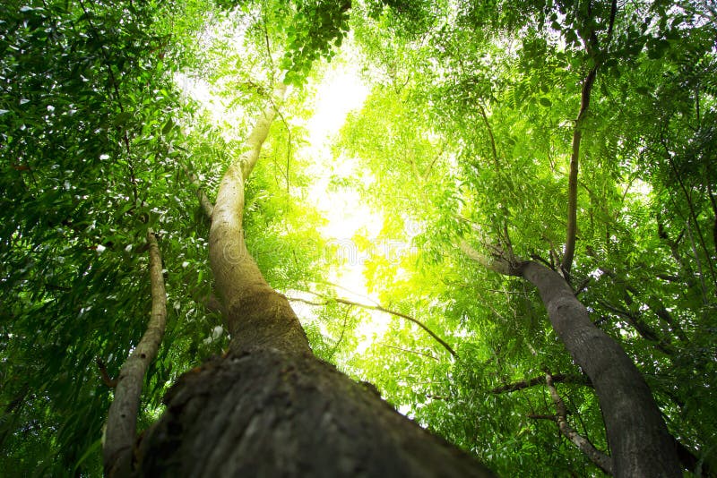 The Picture Under the Big Beautiful Green Tree Stock Image - Image of ...