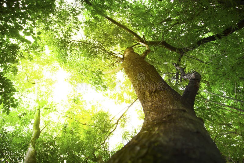 The Picture Under the Big Beautiful Green Tree Stock Image - Image of ...