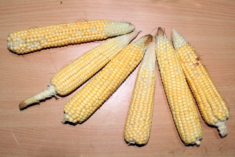 Corn in Lines on Table Flash Photography Stock Image - Image of ...