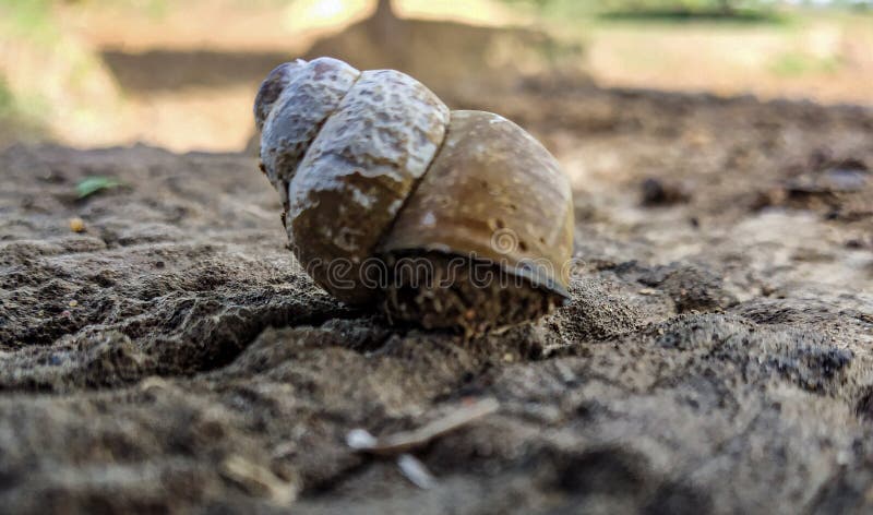 This is the Picture of the Viviparus. Stock Image - Image of rock ...