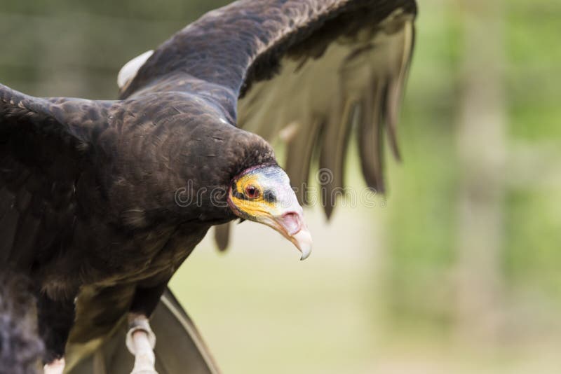A picture of a vulture stock photo. Image of condor - 246556988
