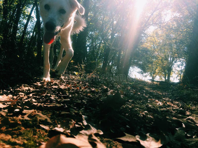 Picture w/ doggy stock photo. Image of perspective, shining - 87477862