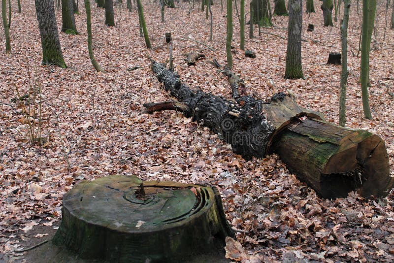 A Destroyed Tree stock image. Image of fall, natural - 108306285