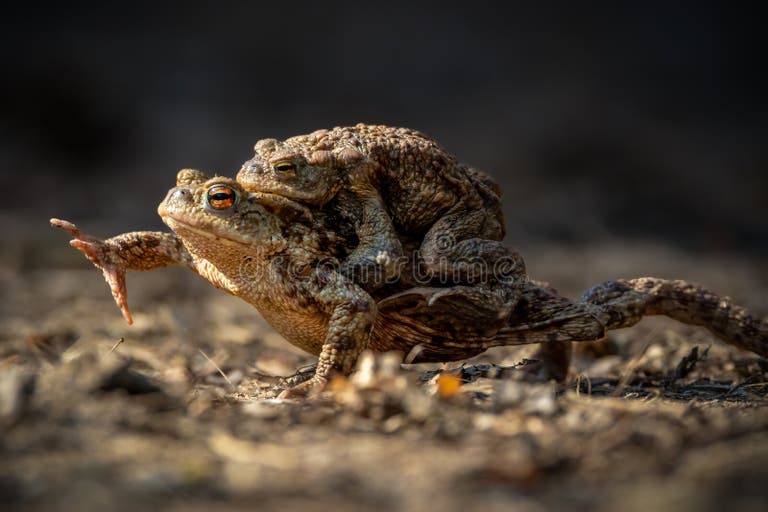 Female Toad Carrying a Male Toad during Toad Migration at a Sunny Day ...