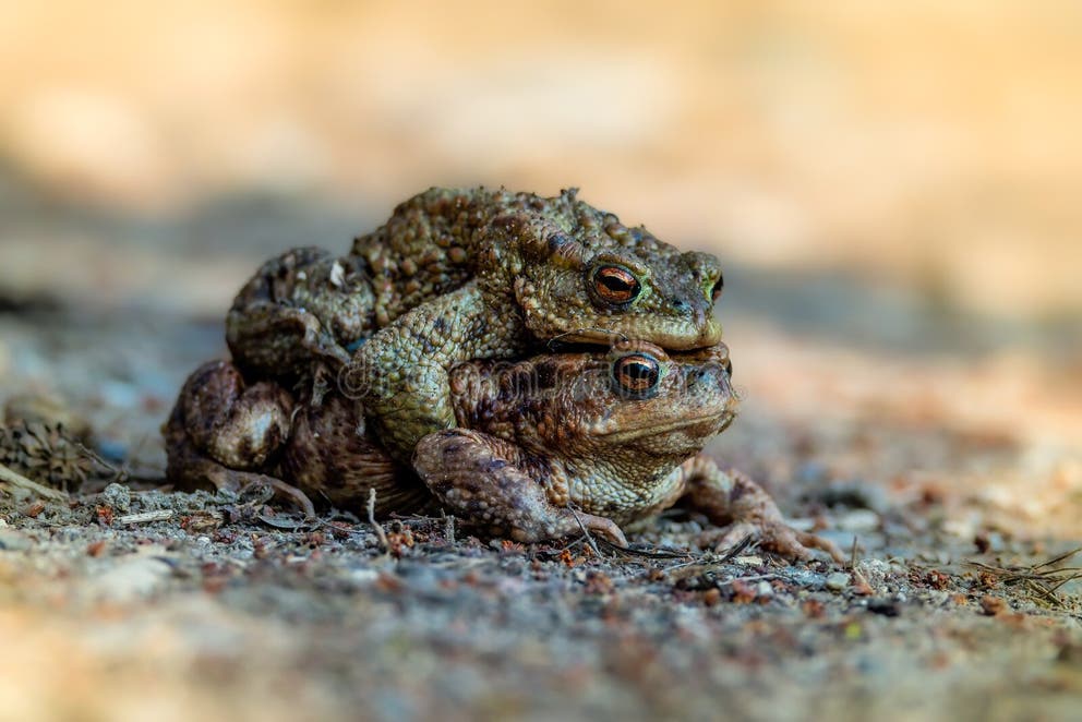 Female Toad Carrying a Male Toad during Toad Migration at a Sunny Day ...