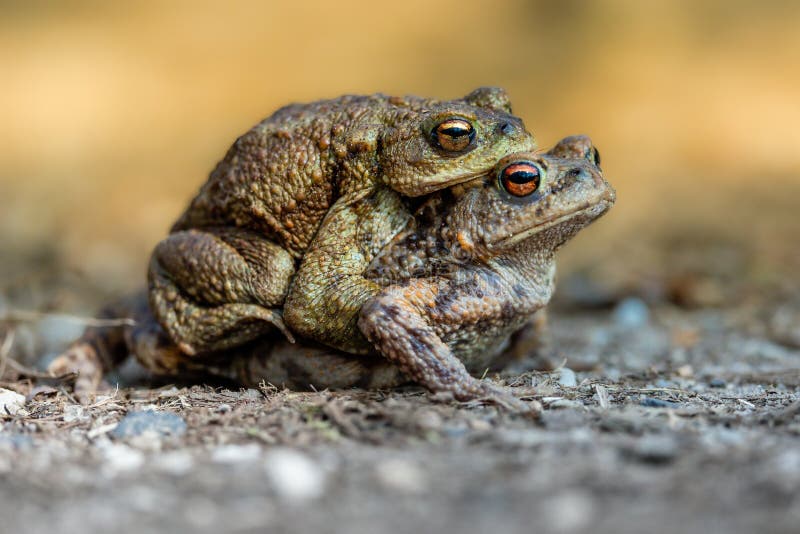 Female Toad Carrying a Male Toad during Toad Migration at a Sunny Day ...