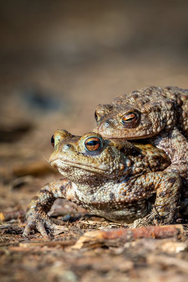 Female Toad Carrying a Male Toad during Toad Migration at a Sunny Day ...