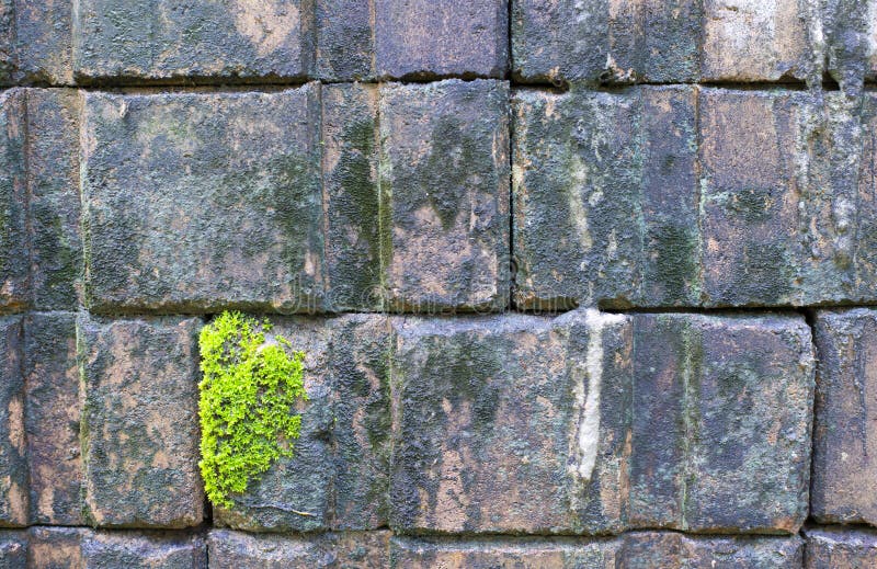 The Picture of a Weed Tree on an Old Brick Wall Stock Image - Image of ...