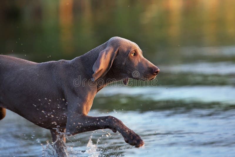 Weimaraner Dog Running in Water Stock Image - Image of pedigree ...