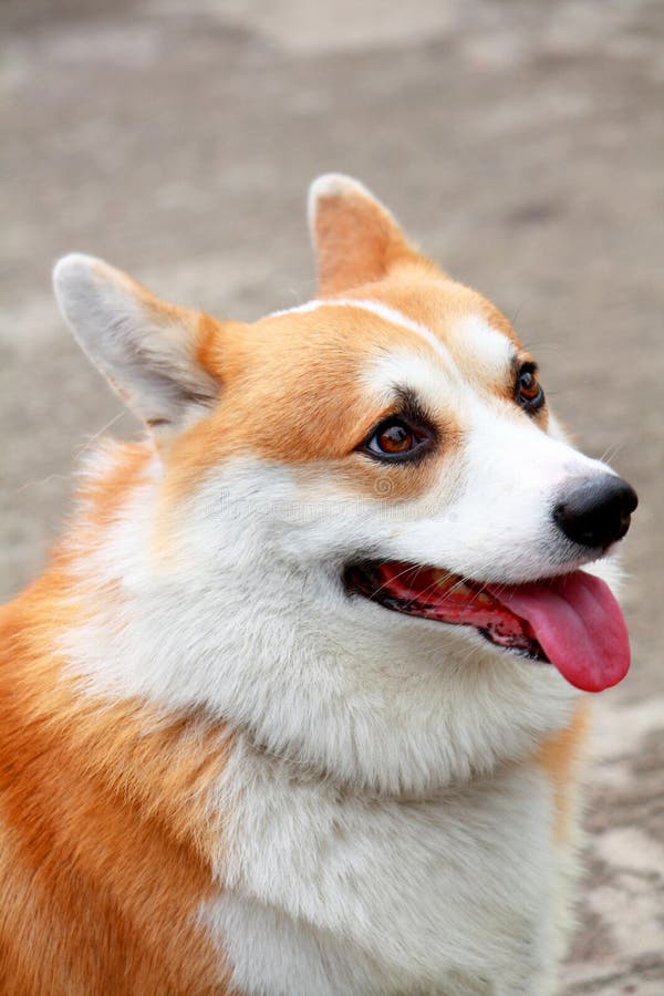 Welsh corgi smile stock photo. Image of cute, corgi, smile - 30060988
