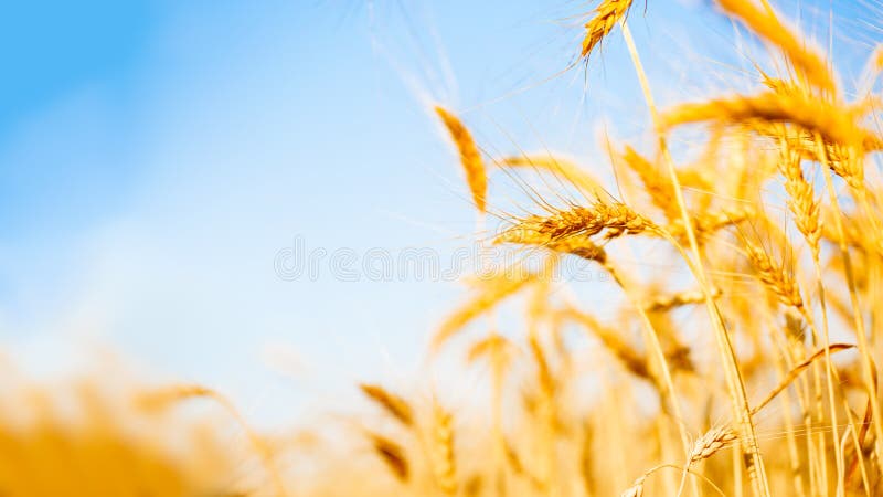 Picture of Wheat Crop on Defocused Background Stock Image - Image of ...