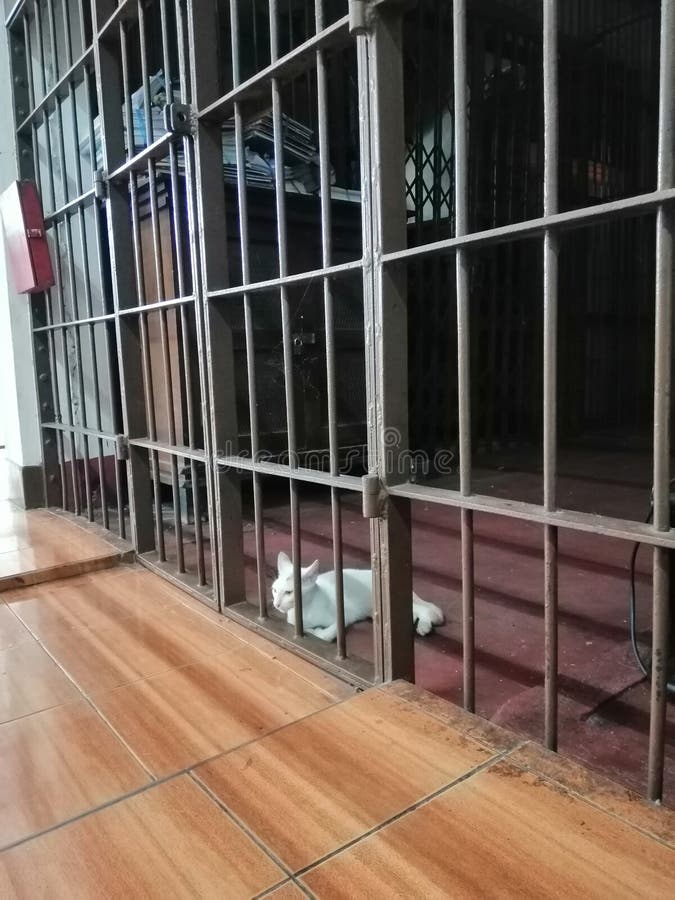 1,436 Cat Prison Stock Photos - Free & Royalty-Free Stock Photos from ...
