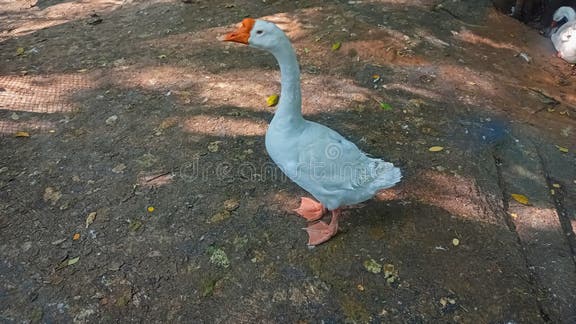 A Picture of White Geese in a Cage Stock Photo - Image of white, cage ...