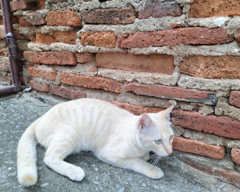 Picture of a White and Light Brown Tabby Cat. Stock Photo - Image of ...