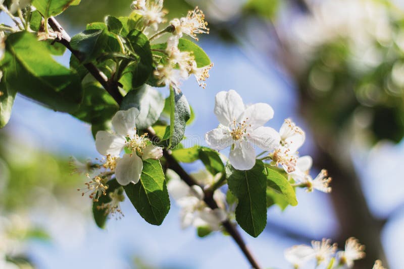 White Spring Blossom in a Tree Stock Photo - Image of fruit, hite ...