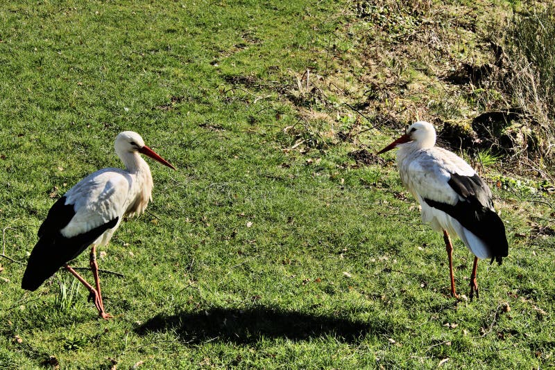 A Picture of 2 White Storks Stock Image - Image of nature, wings: 159906507