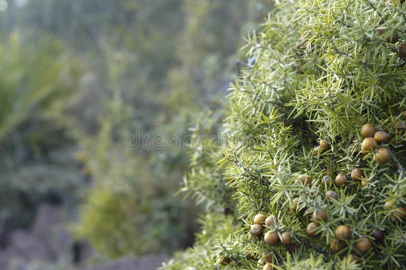 Picture of a Wild Bush with Its Green Berries Stock Photo - Image of ...
