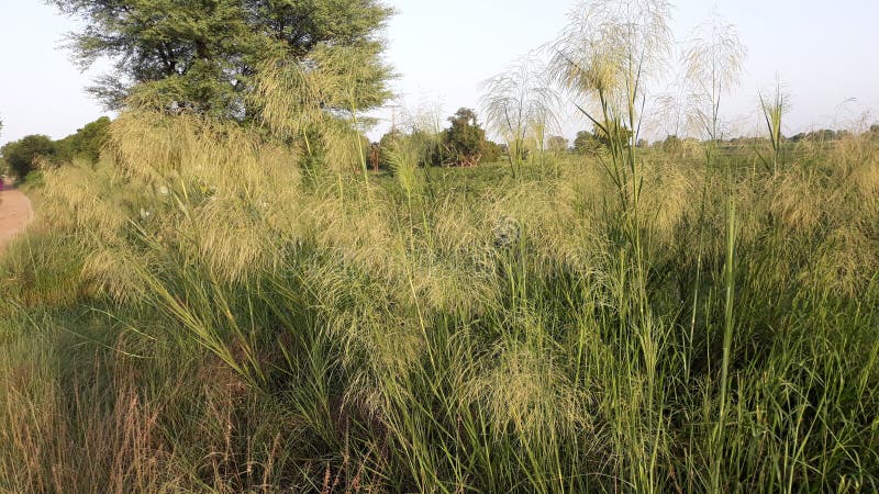 A Picture of Wild Flowers and Plants in Forest Stock Image - Image of ...