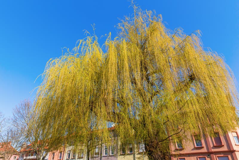 Willow Tree in Early Spring in the City Stock Photo - Image of town ...