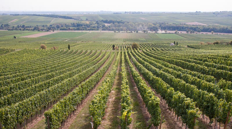 Wine field stock image. Image of fall, scenery, scenic - 20735641