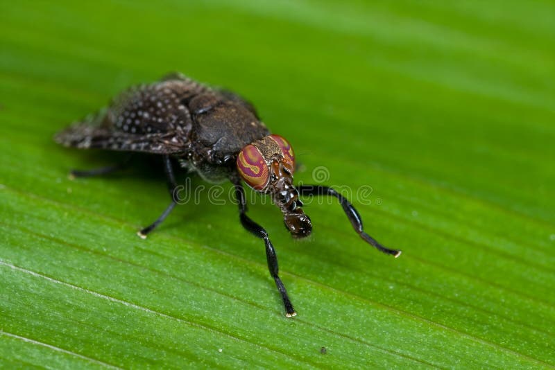 Picture wing fly stock photo. Image of park, garden, diptera - 12287112