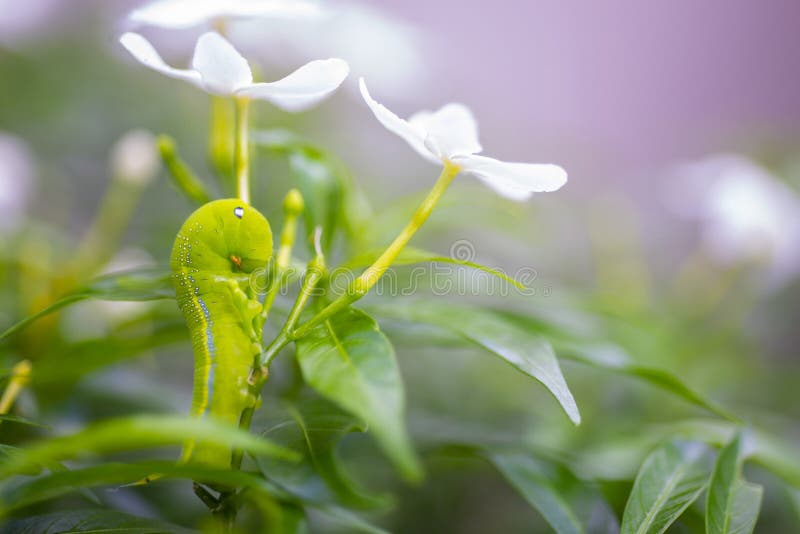 Picture of a Worm Eating a Plant Stock Image - Image of born, crack ...