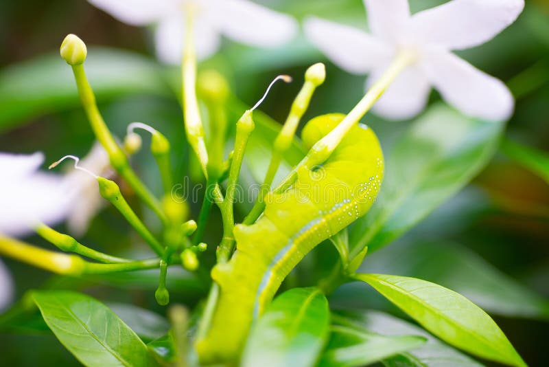 A Picture of a Worm Eating a Plant Stock Photo - Image of weed, leaf ...