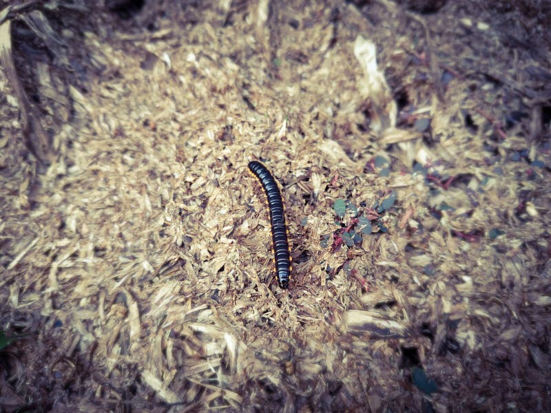 Picture of a Worm on the Ground Stock Photo - Image of insect, rock ...