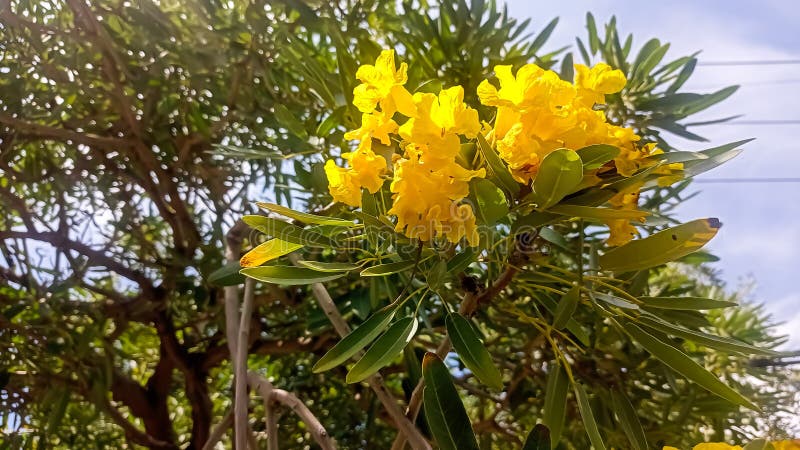 A Picture of Yellow Ipe Tree or Tabebuia in Bloom Stock Photo - Image ...