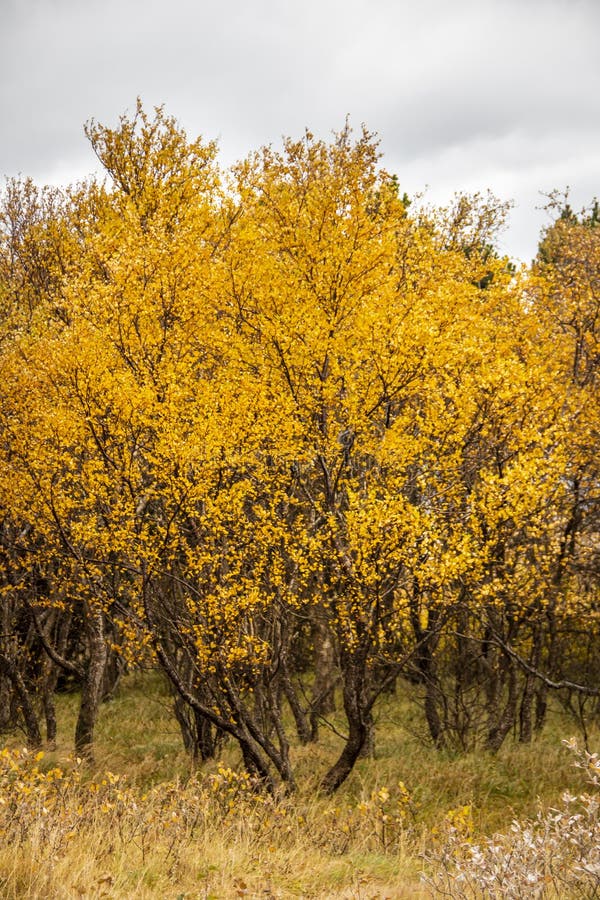 Yellow Leaves on a Tree in the Fall Stock Image - Image of season ...