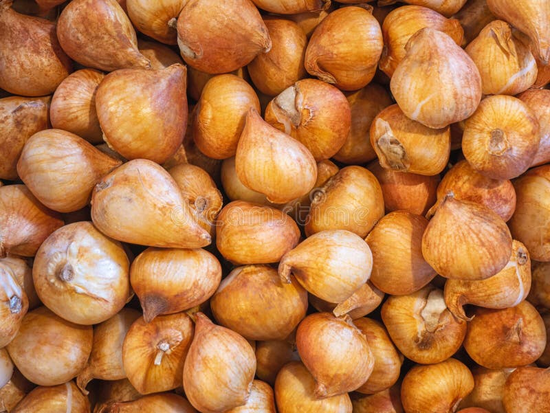 Picture of Yellow Onion Bulbs Texture in the Basket Stock Photo - Image ...