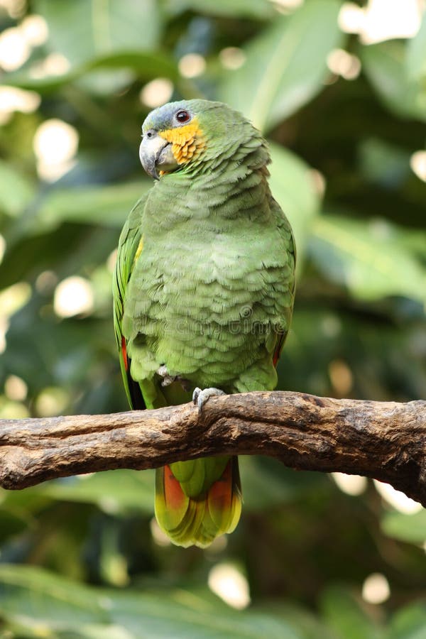 Yellow-shouldered amazon stock image. Image of branch - 30071099