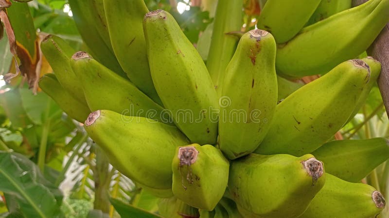 A Picture of Young Green Banana Fruit Stock Image - Image of banana ...