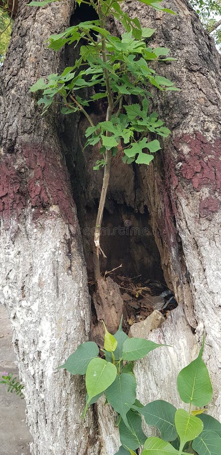 Picture of Young Plant Grown in the Trunk Stock Photo - Image of trunk ...